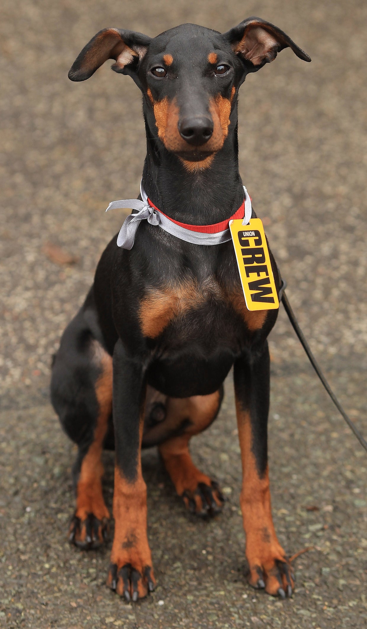 22 Disappearing Dog Breeds