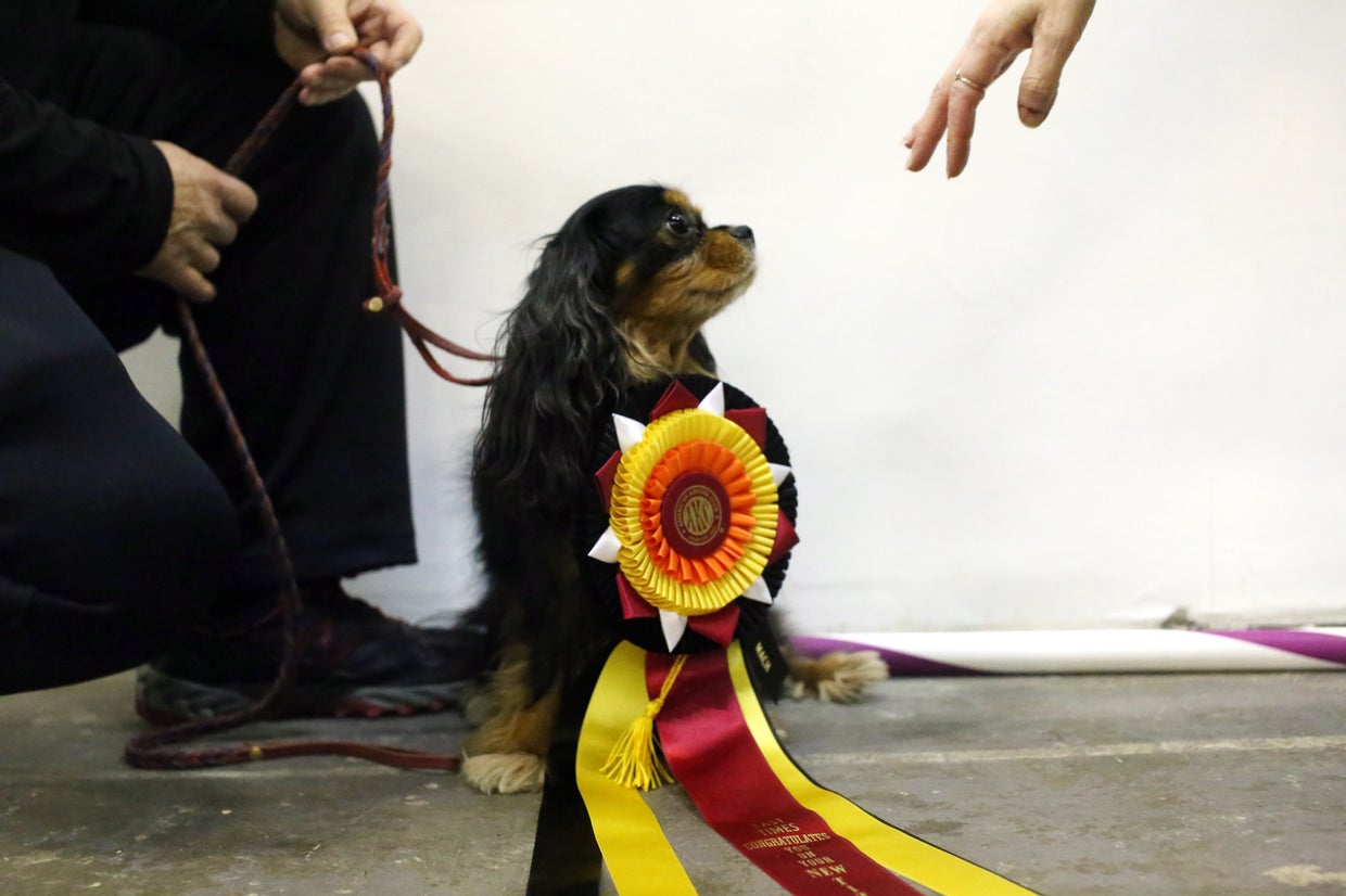 Dogs compete in the WKC agility competition