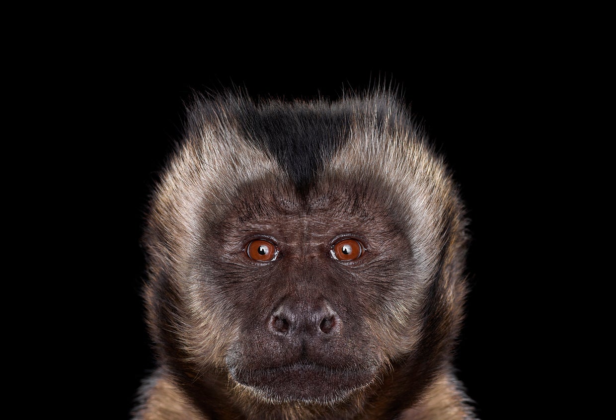 Staring contest: Uncanny animal portraits