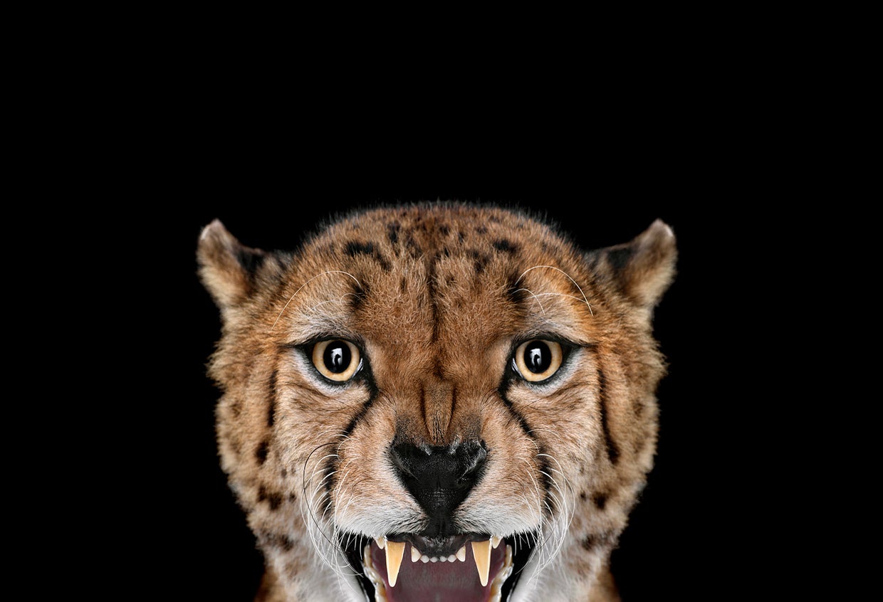 Staring contest: Uncanny animal portraits