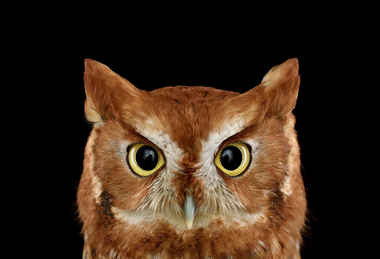 Staring contest: Uncanny animal portraits