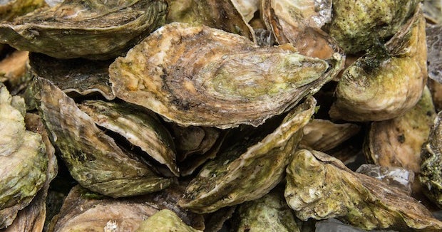 Ocean acidification spells trouble for shellfish industry - CBS News