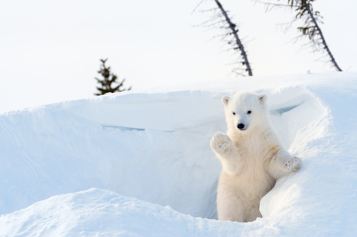world celebrates international polar bear day for conservation