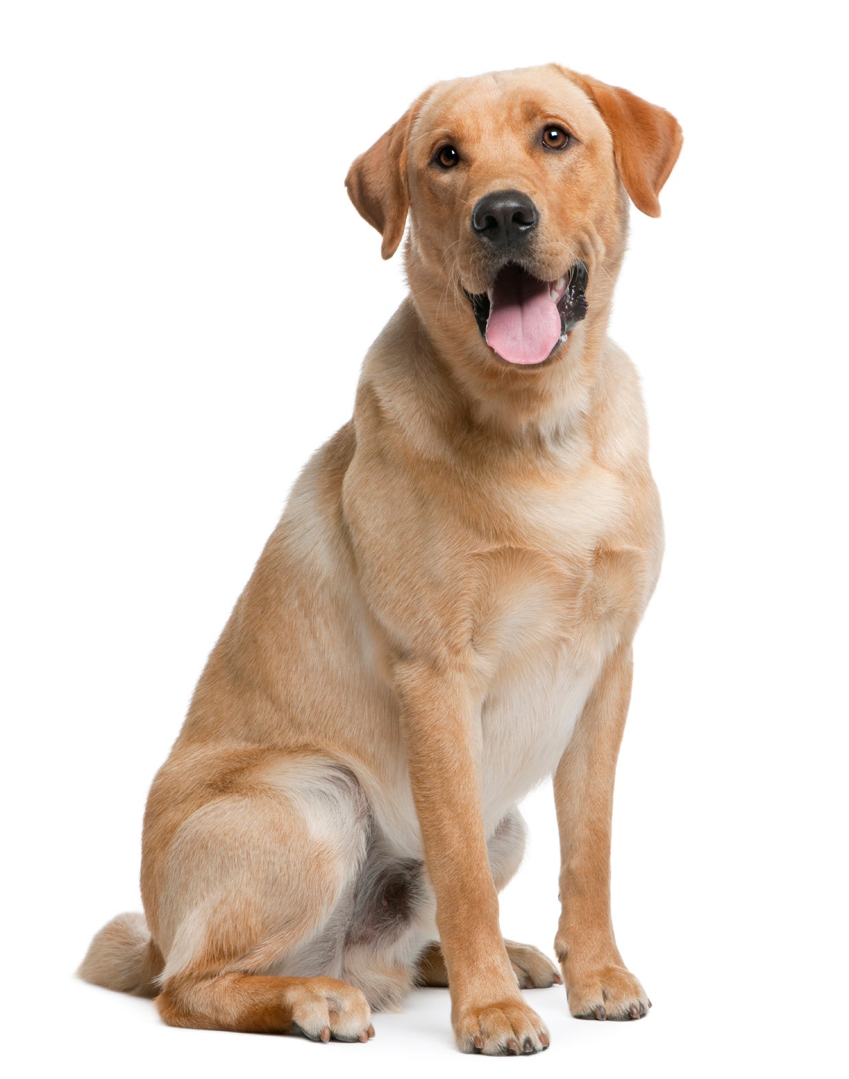 2014's Most popular dog breeds in the U.S.