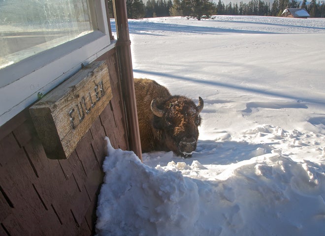 Winter in Yellowstone