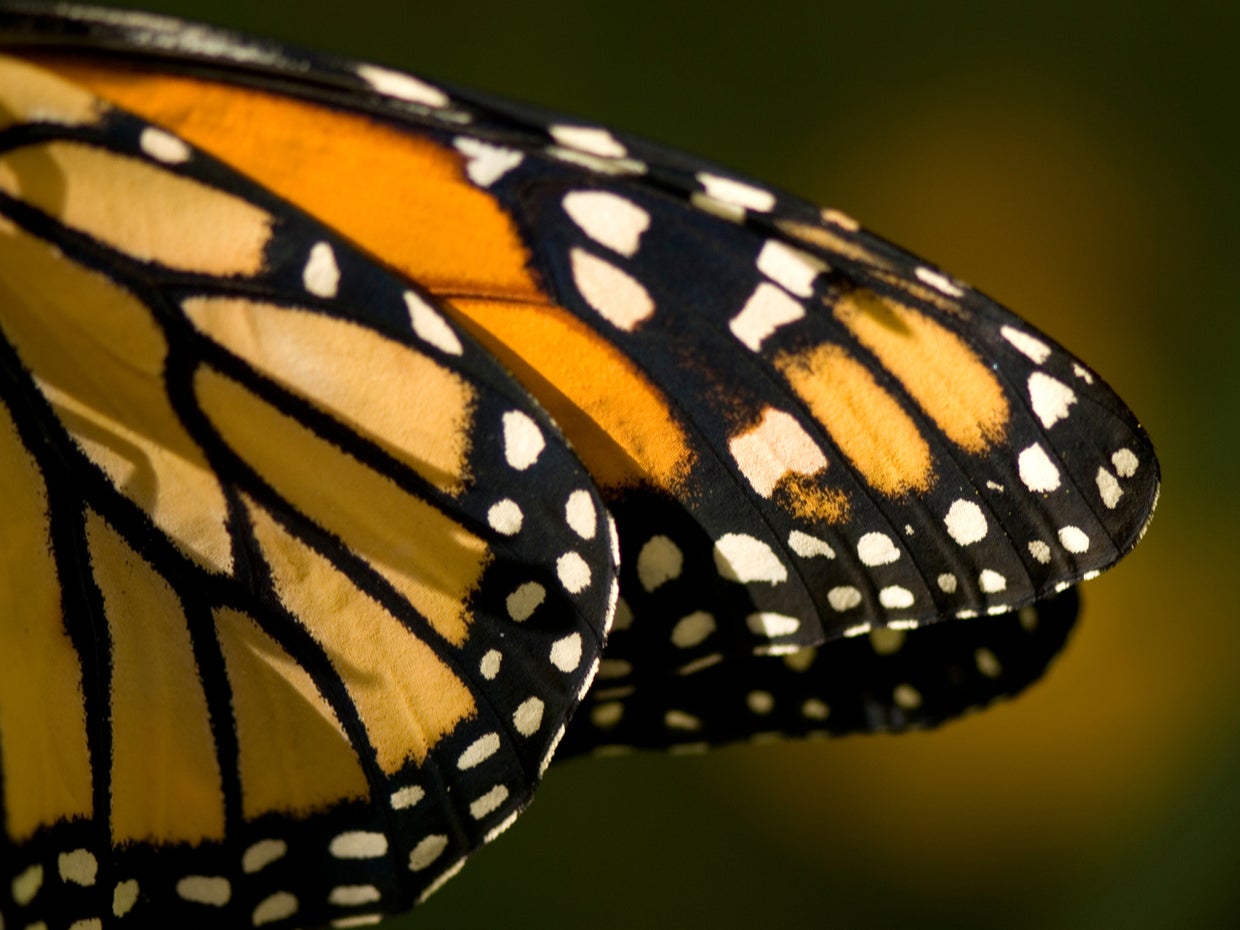 Monarch butterflies