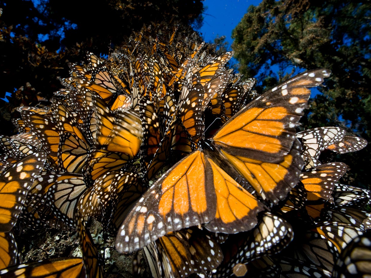 Monarch butterflies