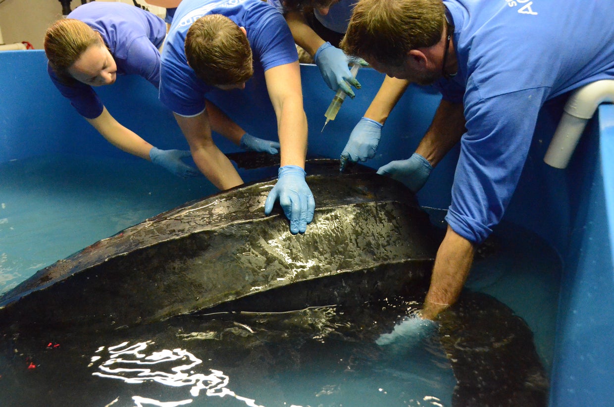 500 pound leatherback sea turtle rescued after washing ashore in South ...