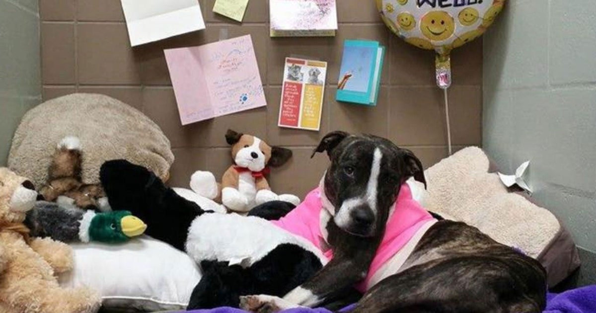 2 Tampa, Florida teens arrested in case of dog shot and tied to train ...
