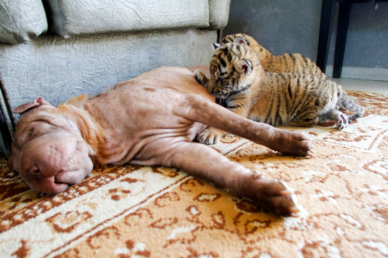 Scrappy animals who beat the odds