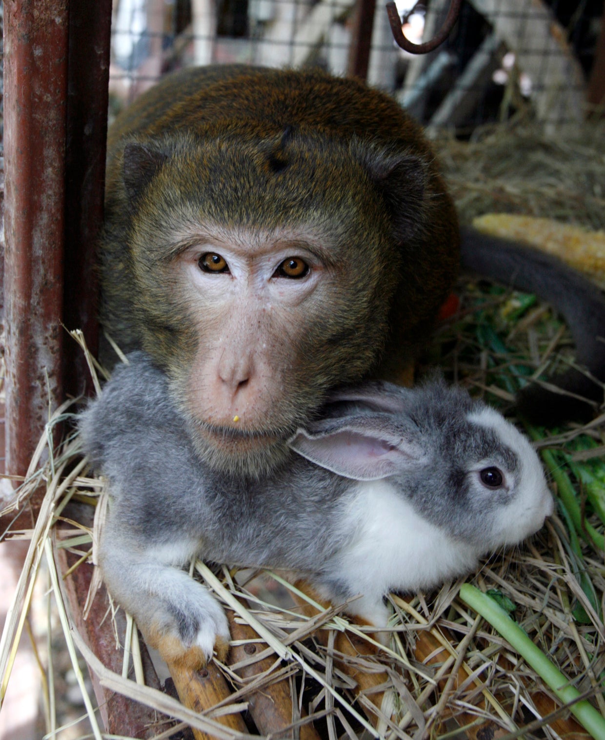 Scrappy animals who beat the odds