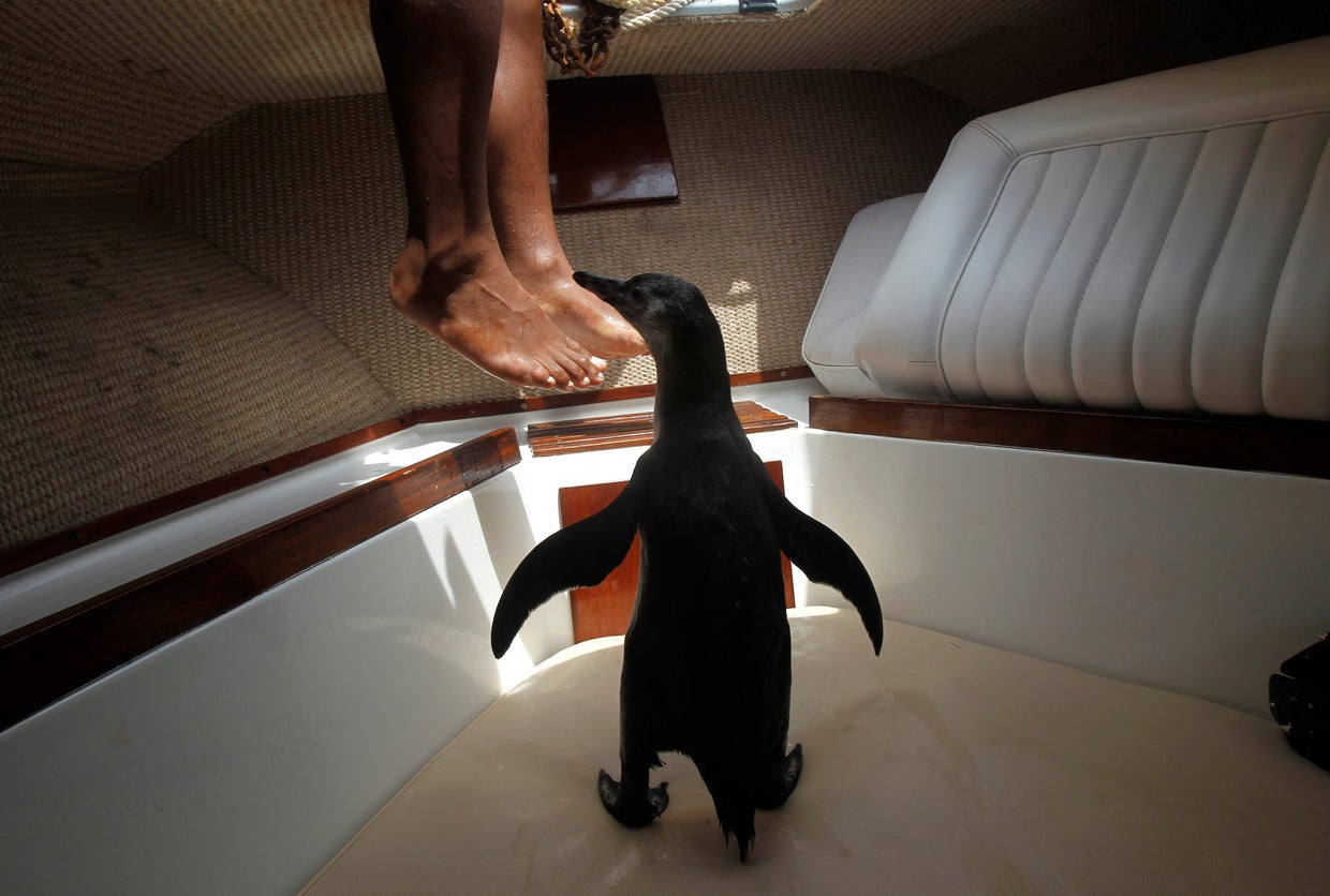 Scrappy animals who beat the odds