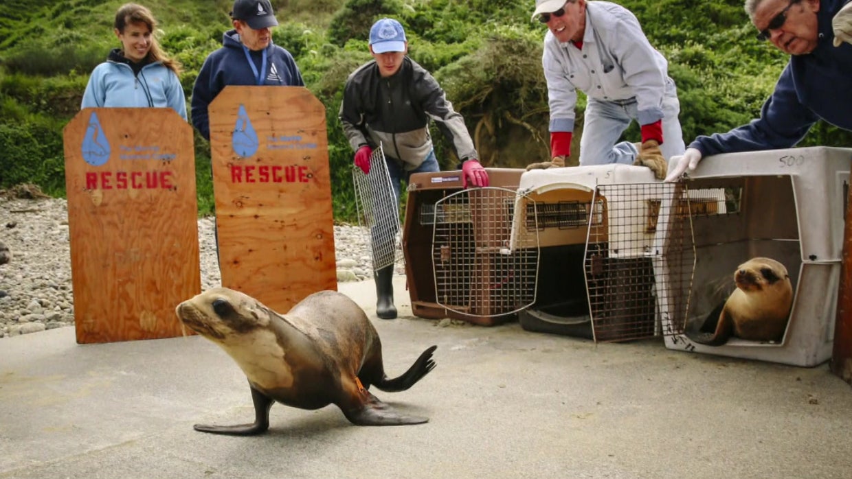 How veterinarians are saving Southern California's starving sea lion ...