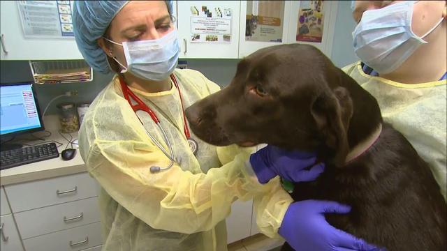 Worried about dog flu? Tips to protect your pup
