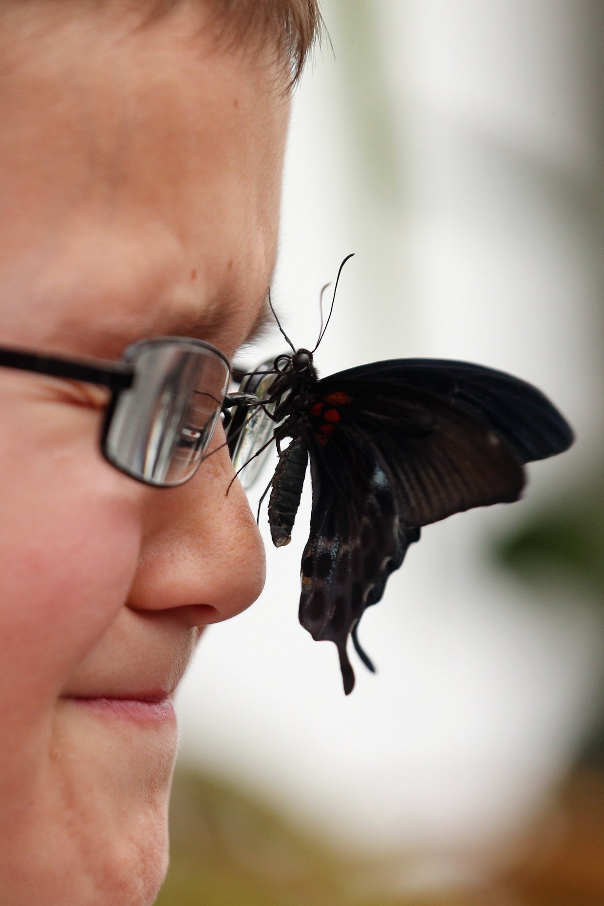 Sensational butterflies exhibit at London's Natural History Museum ...