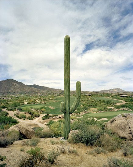 Photographer Robert Voit's "New Trees" are really cell phone towers