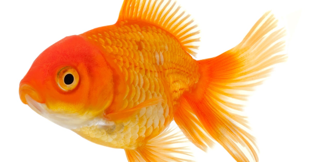 Massive goldfish invasion takes over Colorado lake - CBS News