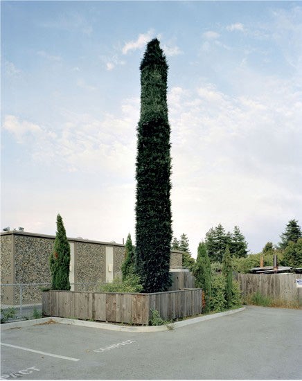 Photographer Robert Voit's "New Trees" are really cell phone towers