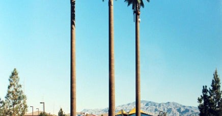 Photographer Robert Voit's "New Trees" are really cell phone towers