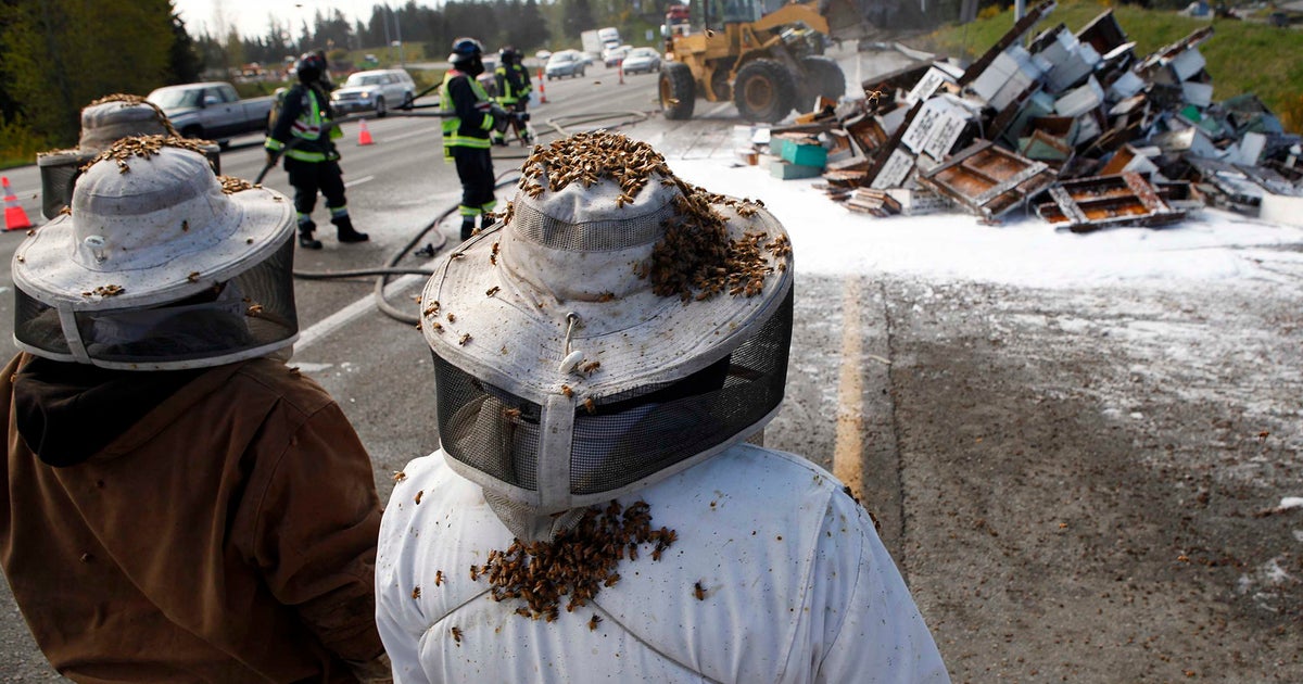 Highway abuzz with 13 million bees after truck overturns near Seattle ...