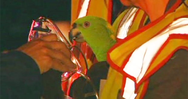 Parrots in burning house call "help" and "fire" - CBS News