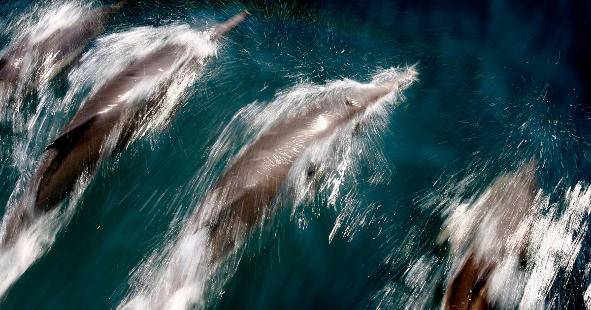 The U.S. is tightening "dolphin-safe" tuna rules - CBS News