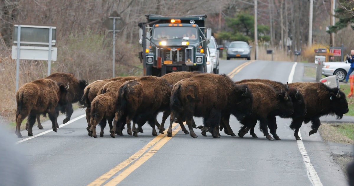 NY sheriff: Killing of runaway bison was like the "Wild West" - CBS News