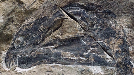 Dinosaur fossil with bat wings is first of its kind - CBS News