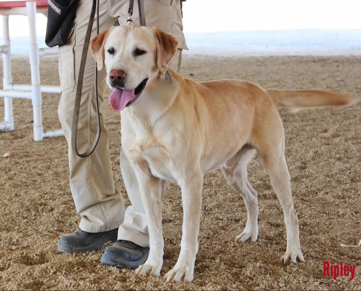 Sniffing out survivors: Dogs deploy after devastating Nepal earthquake