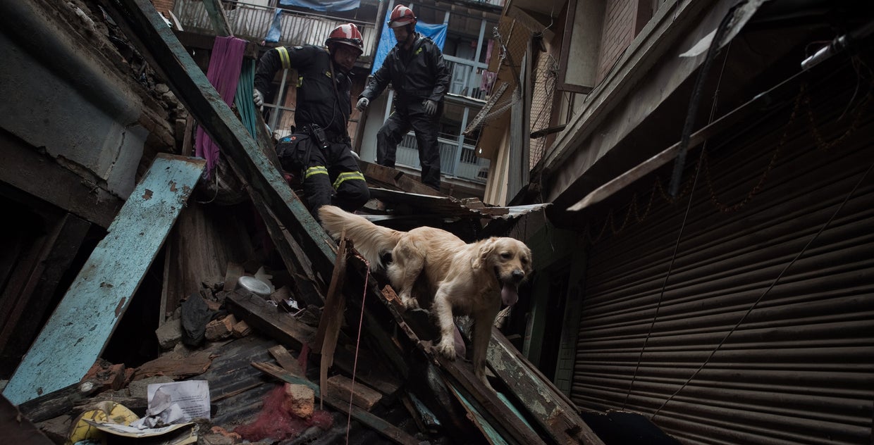 Sniffing out survivors: Dogs deploy after devastating Nepal earthquake