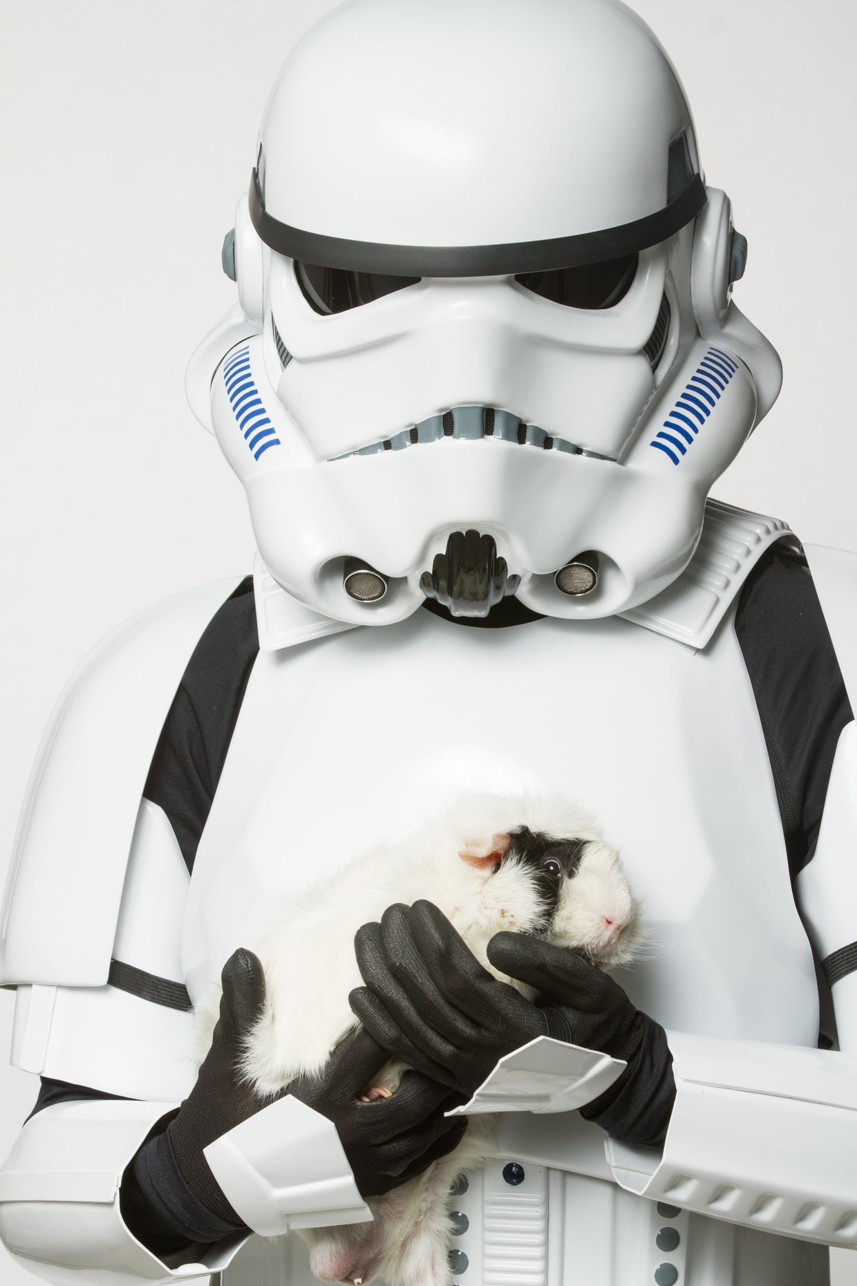 Shelter pets hopping on the Star Wars bandwagon