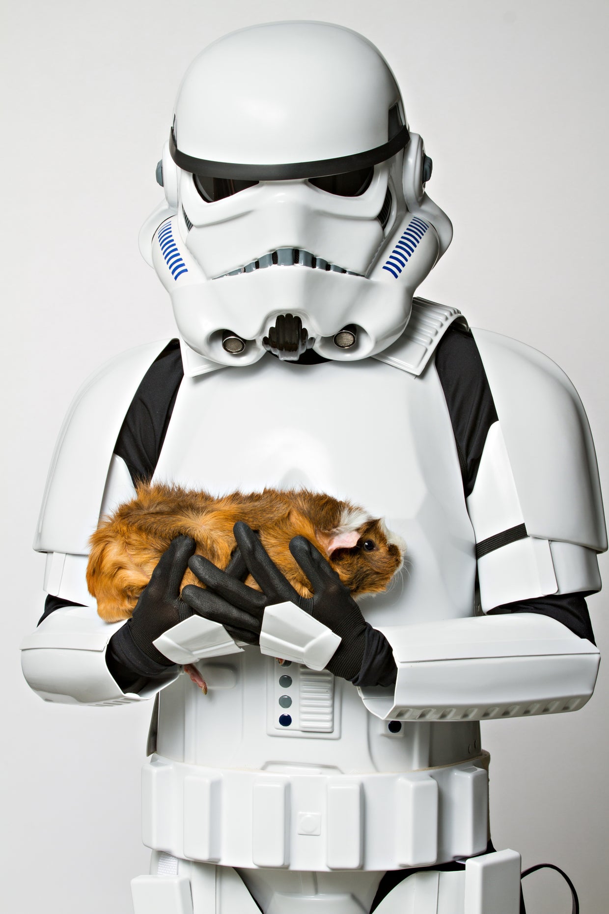 Shelter pets hopping on the Star Wars bandwagon