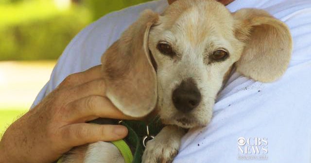 How a dog can improve your health - CBS News