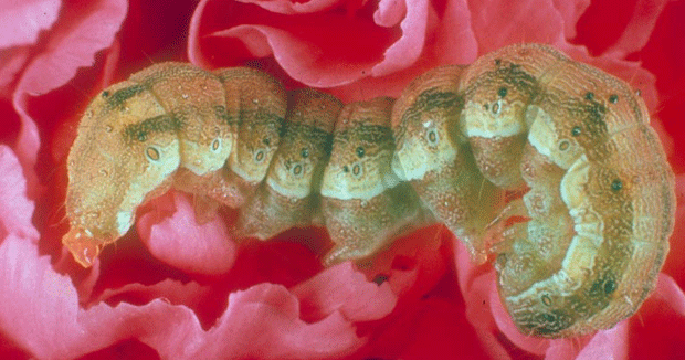 The old world bollworm's multibillion-dollar threat - CBS News