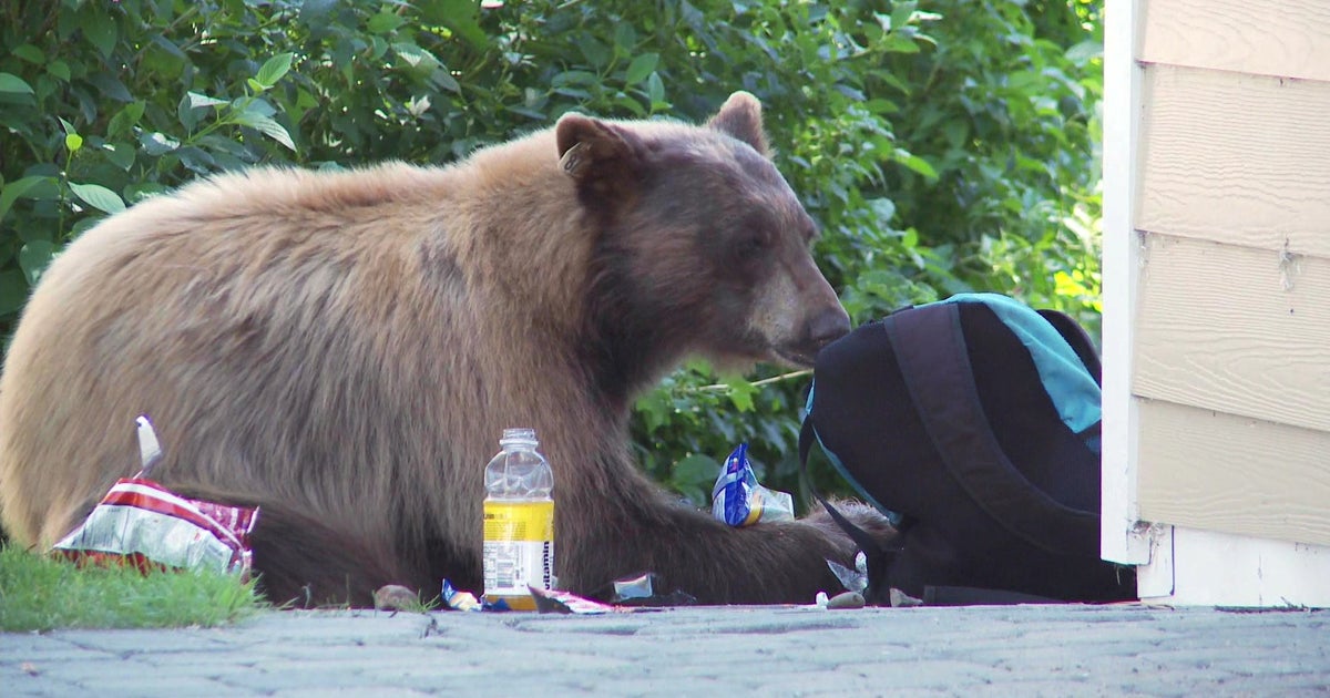 Southern California mom defends having invasive bear killed - CBS News