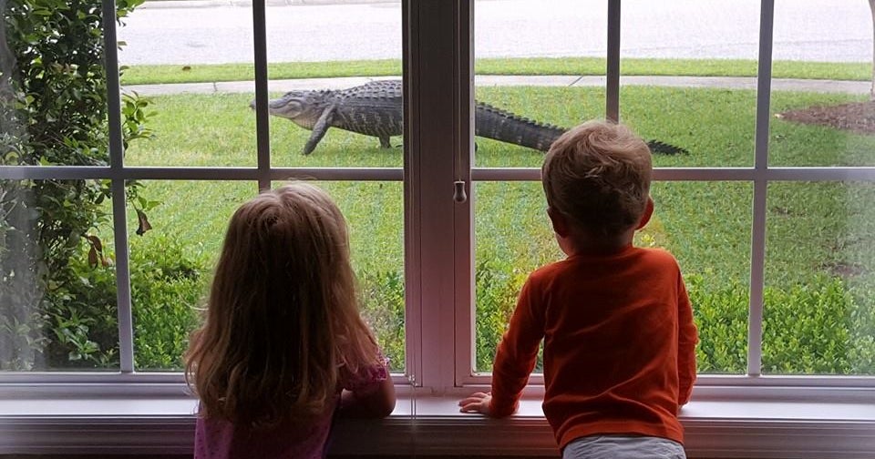 Giant alligator makes house calls in S.C. neighborhood - CBS News