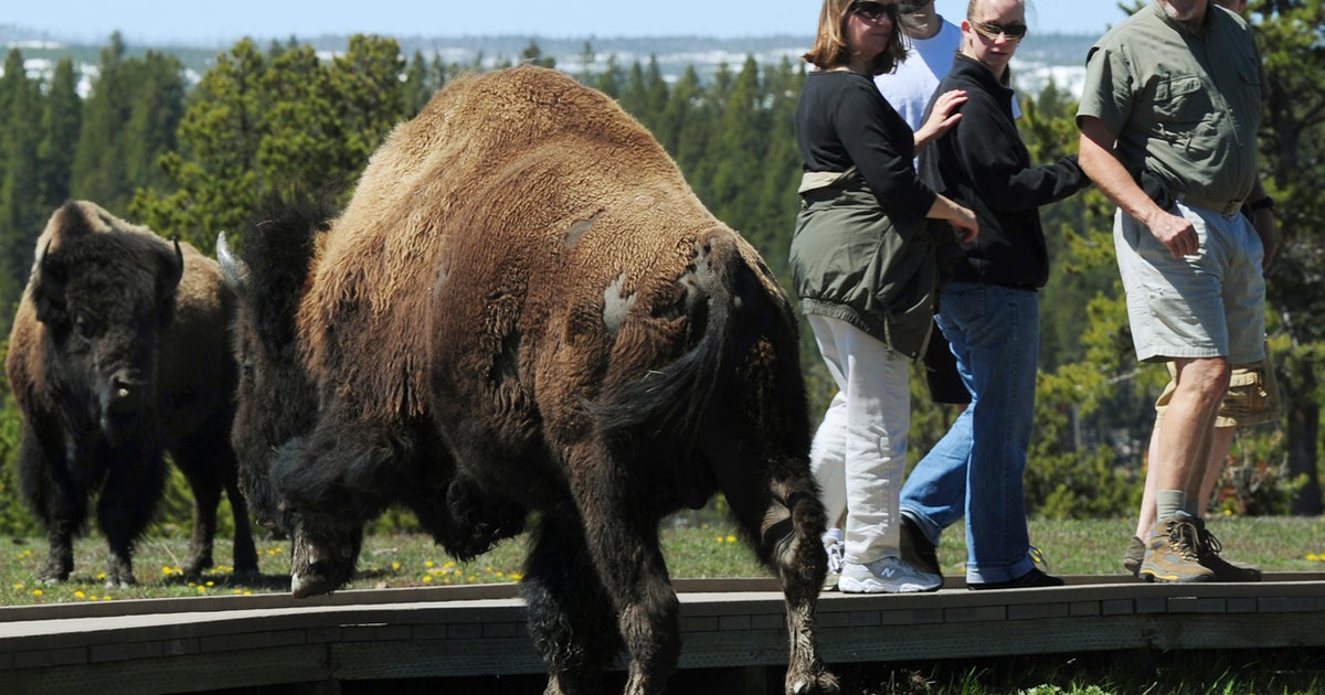 Bison gores teen taking pictures with it at Yellowstone National Park ...