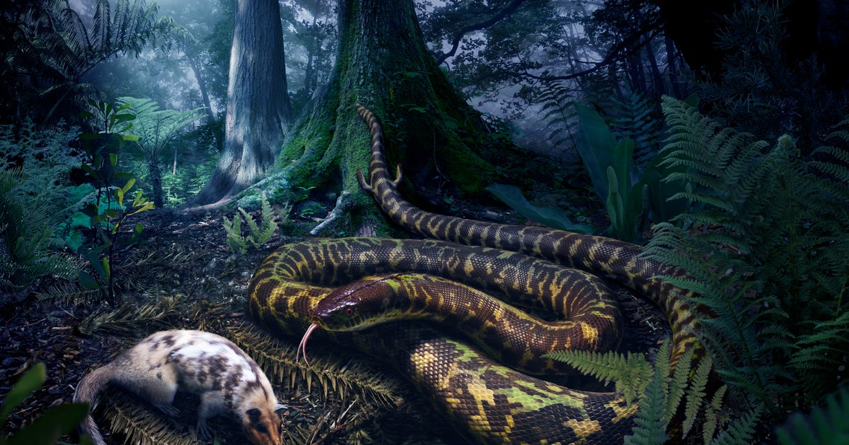 Ancient snakes were nocturnal hunters with tiny legs - CBS News