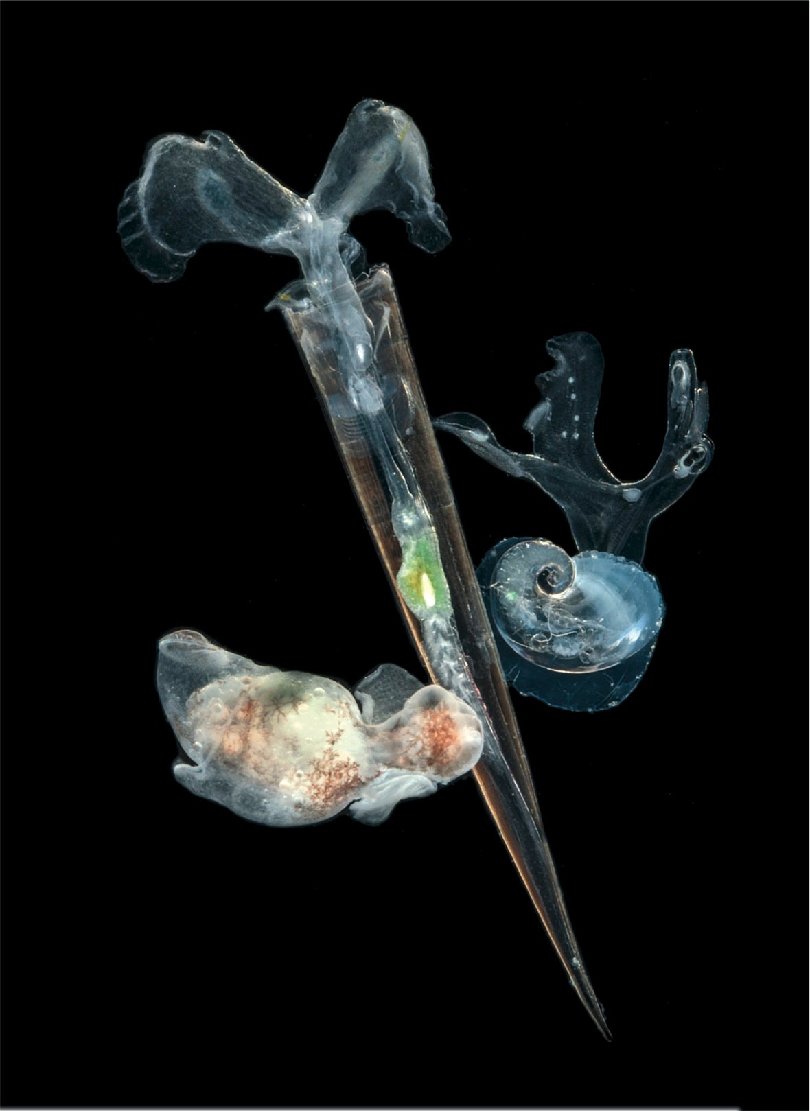 Magnificent microscopic creatures of the seas