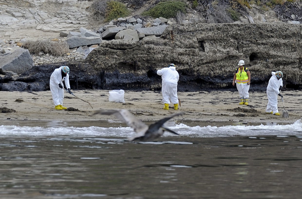 Wildlife victims of the Santa Barbara oil spill