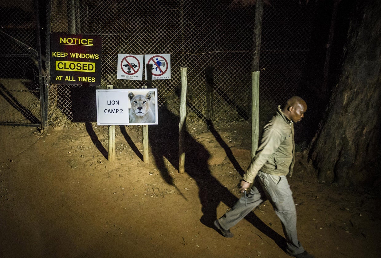 American woman killed in South Africa lion attack - CBS News