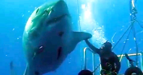 Scuba diver high-fives massive great white shark, on The Feed! - CBS News