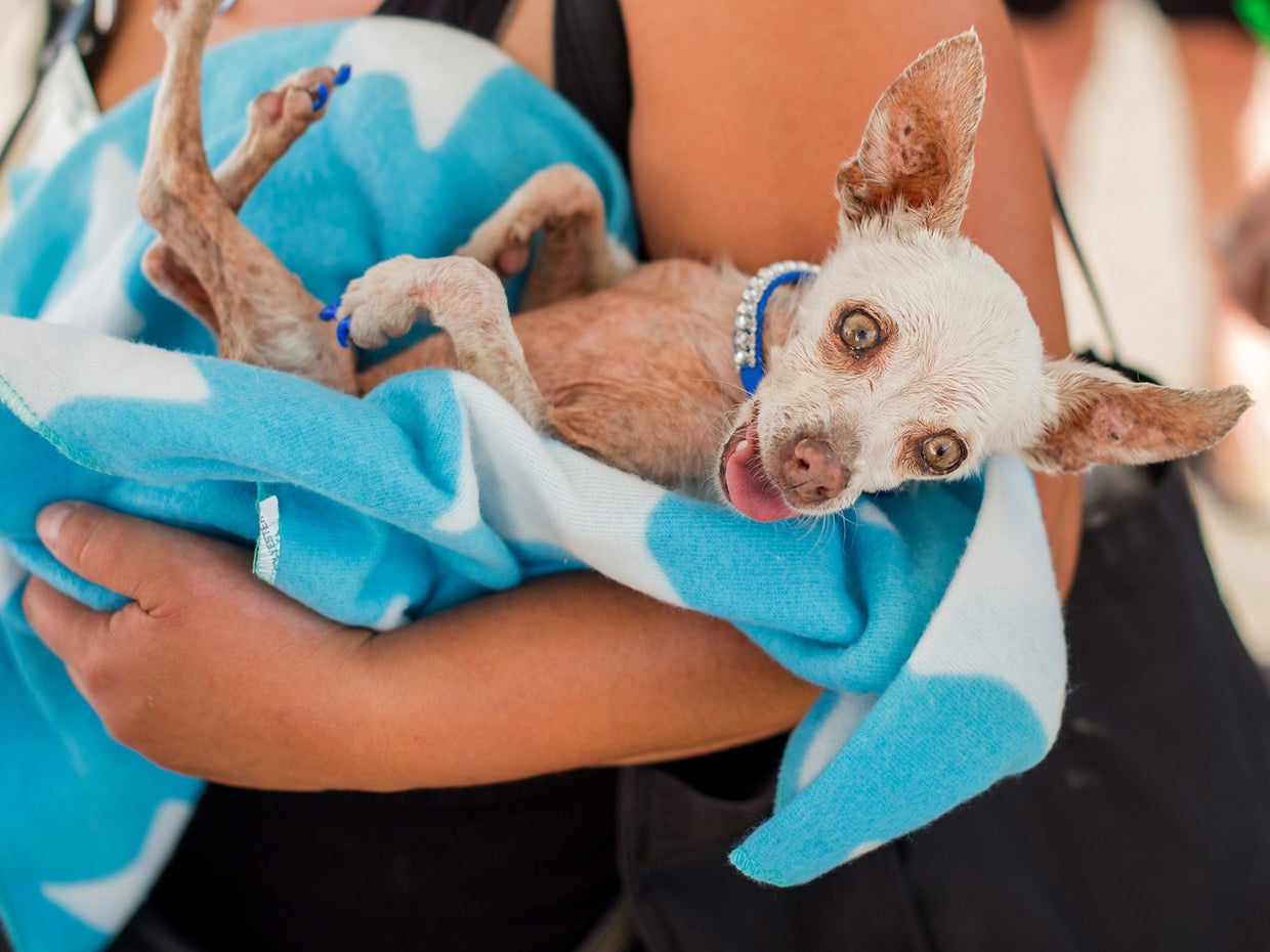 World's Ugliest Dog Contest 2015