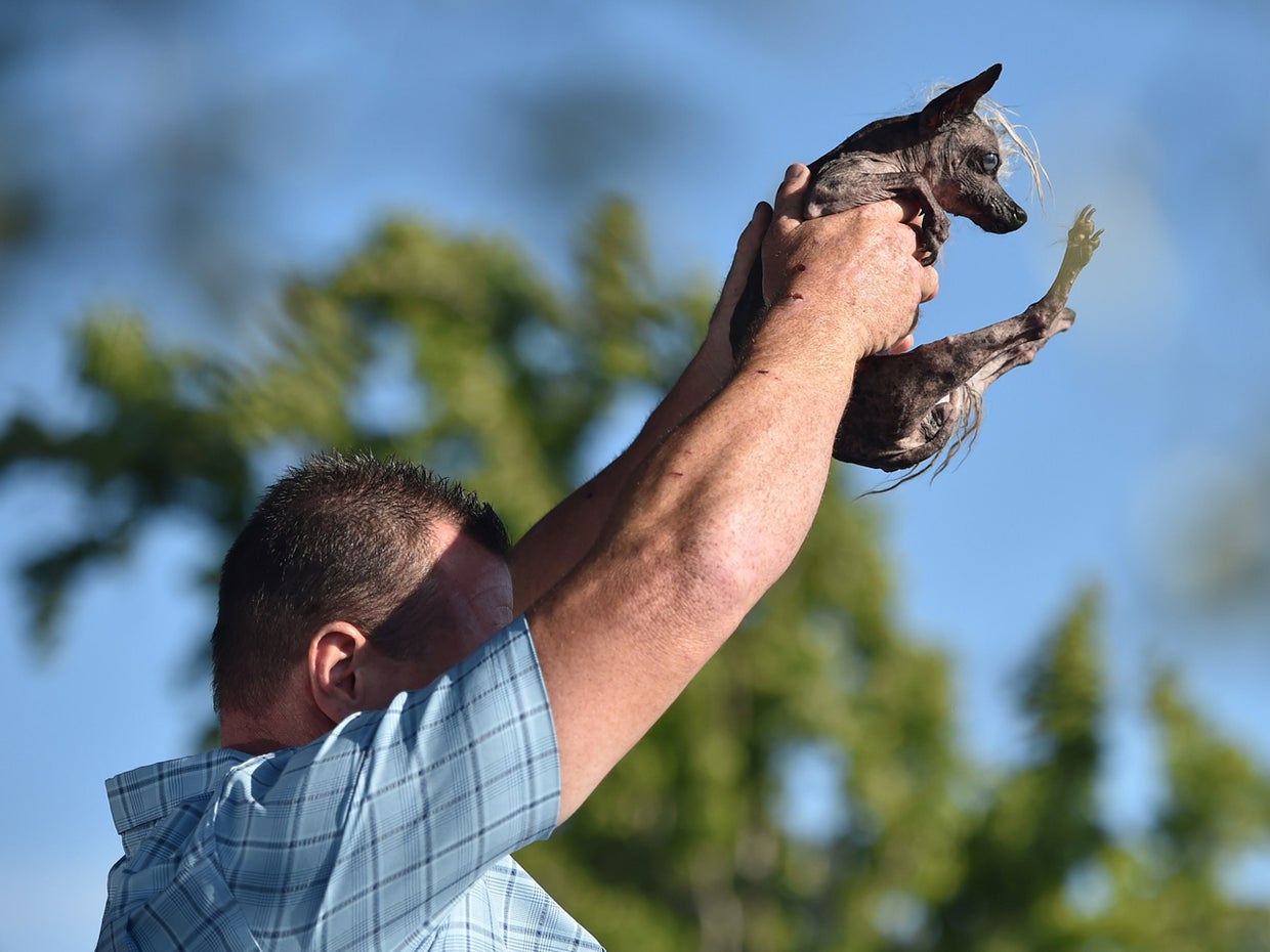 World's Ugliest Dog Contest 2015