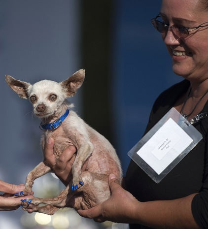 World's Ugliest Dog Contest 2015