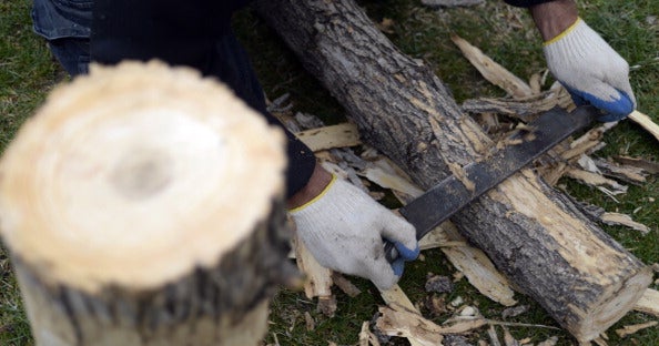Get info on removing EAB-infested ash trees on residential properties ...