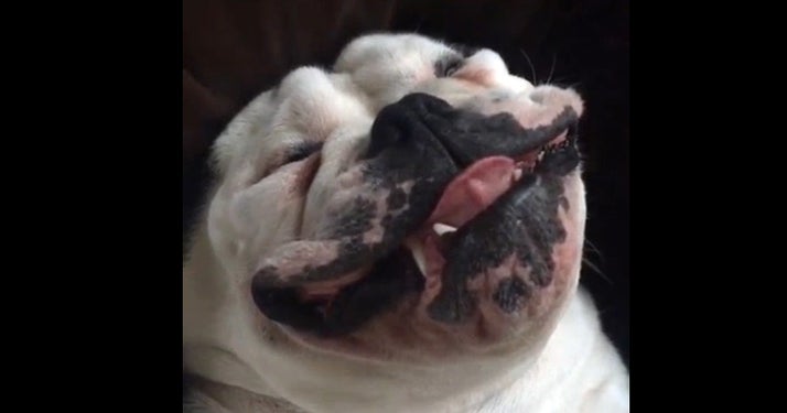 World's worst guard dog falls asleep on the job, on The Feed! - CBS News