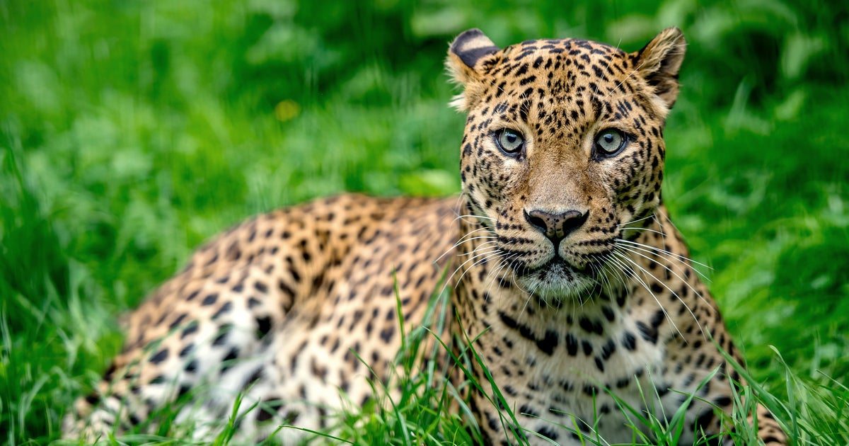 Leopard mauls guide's arm on safari in South Africa's Kruger National ...