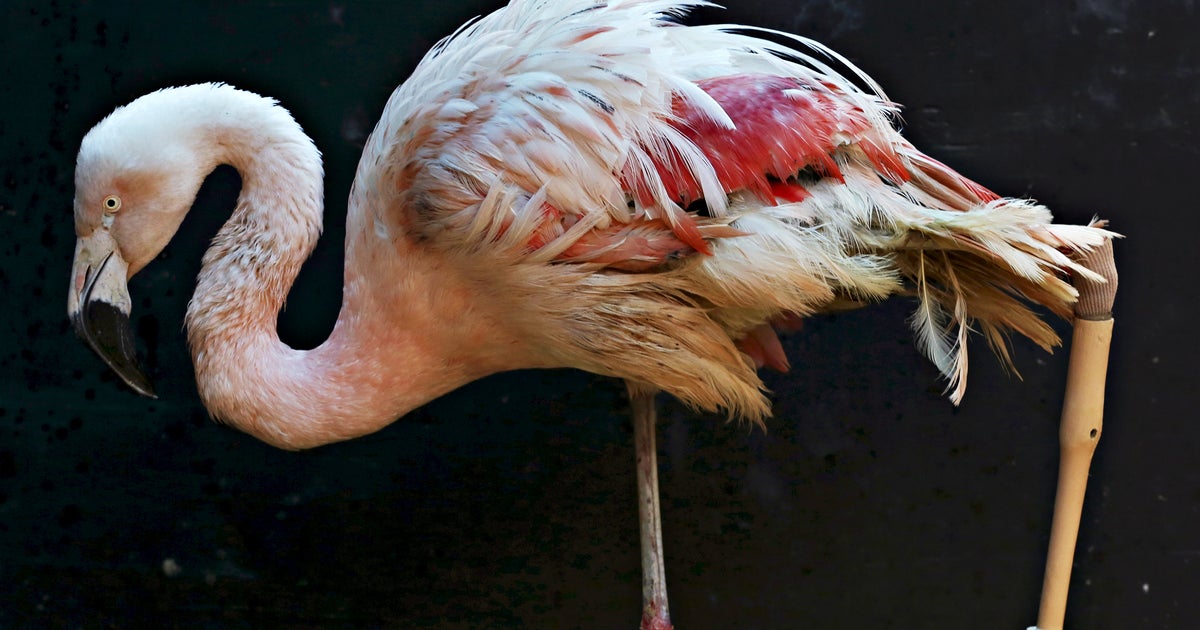 Flamingo amputee gets a new leg to stand on