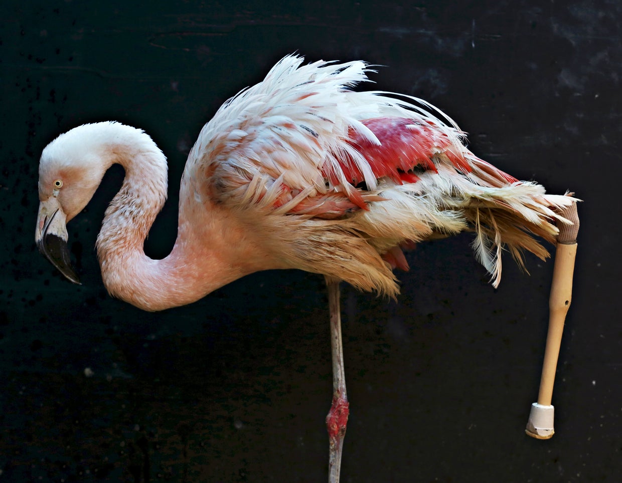 Flamingo amputee gets a new leg to stand on